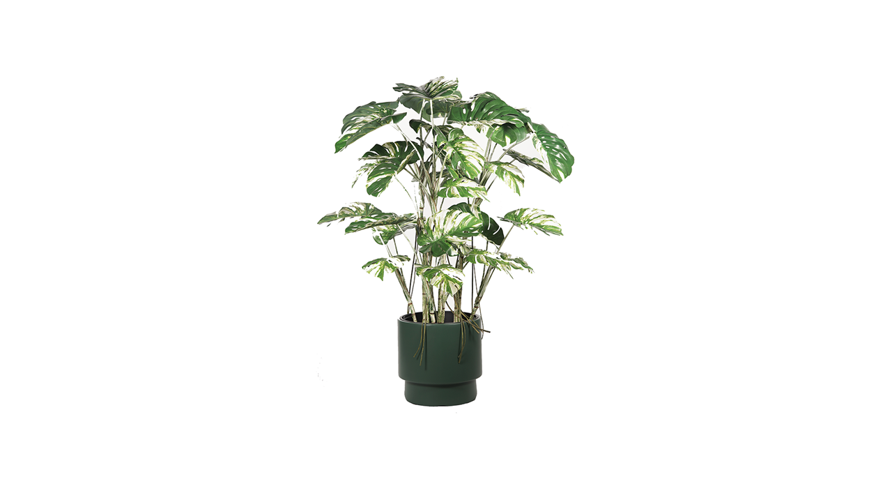 Lule artificiale Verde Decor Monstera Variegate, 150cm | GjirafaMall
